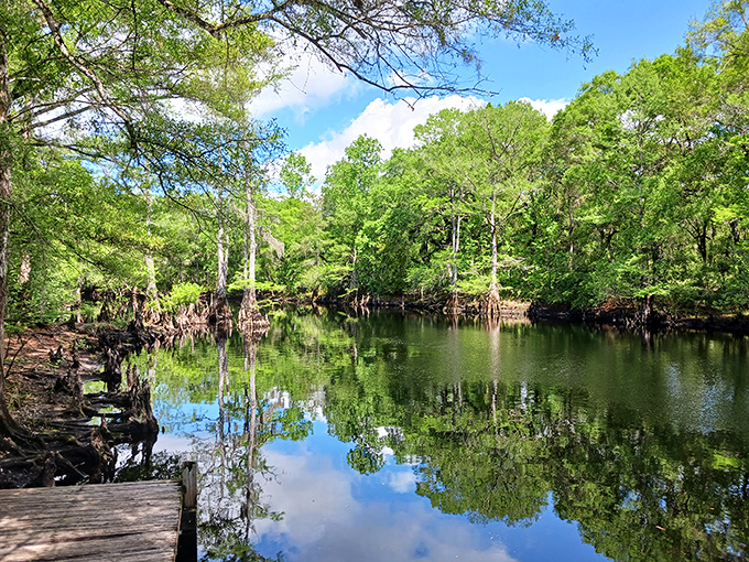 Mirror-like waters of the Withlacoochee reflect ancient cypress trees, creating a double dose of natural beauty that changes with every passing cloud.