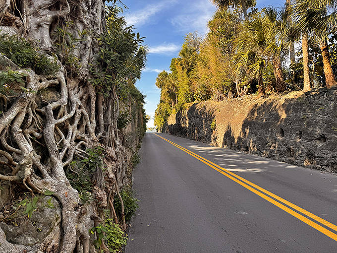 Tree roots perform a slow-motion ballet across the coral face, demonstrating nature's patient persistence and artistic flair.