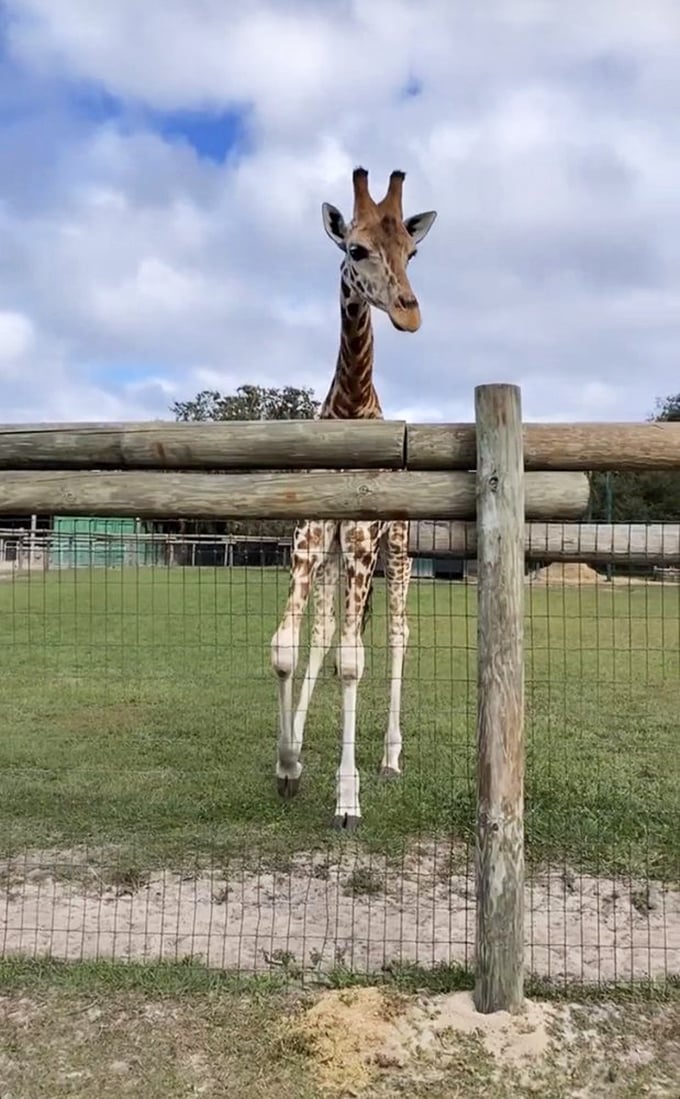 Contemplating life from 18 feet up: This giraffe's gentle gaze seems to hold ancient wisdom as it surveys its Florida sanctuary.