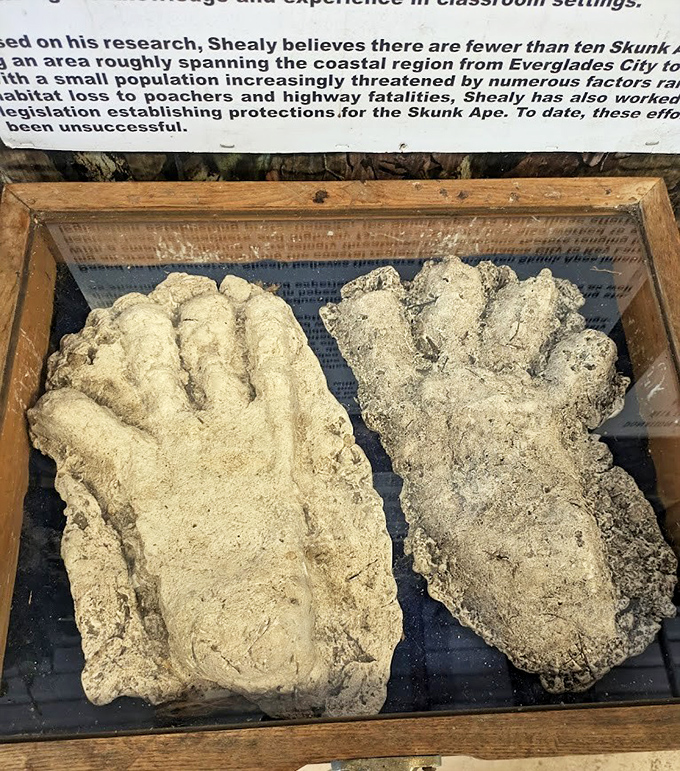 These massive footprint casts might make you think twice about what's really lurking in Florida's swamps &ndash; Bigfoot's smellier southern cousin?