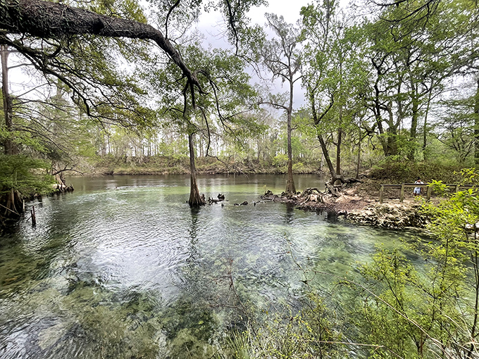 The spring's crystalline waters reveal an underwater world so clear, you'll wonder if someone secretly installed glass panels beneath the surface.