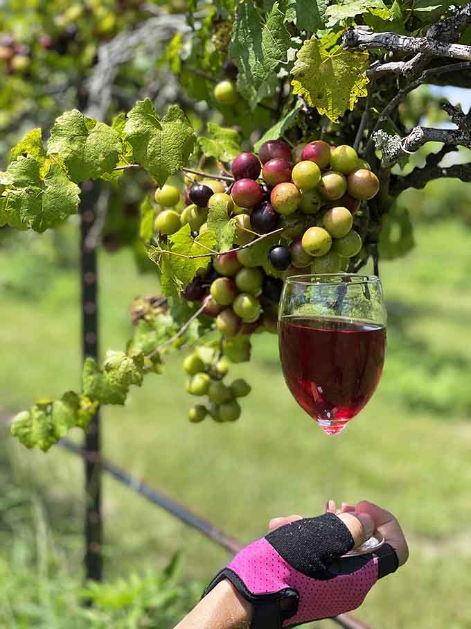 This glass of red captures Florida sunshine and transforms it into something magical worth savoring slowly.