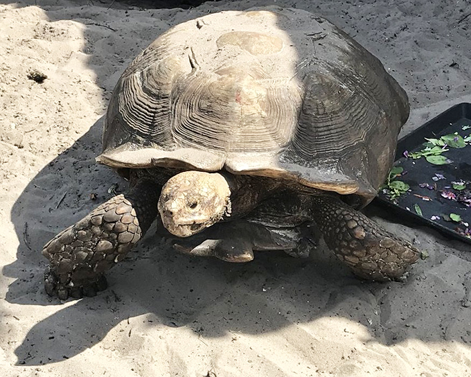 Sulcata Tortoise: This ancient wanderer moves with the confidence of someone who knows time is on their side. Wrinkled wisdom in a prehistoric package!