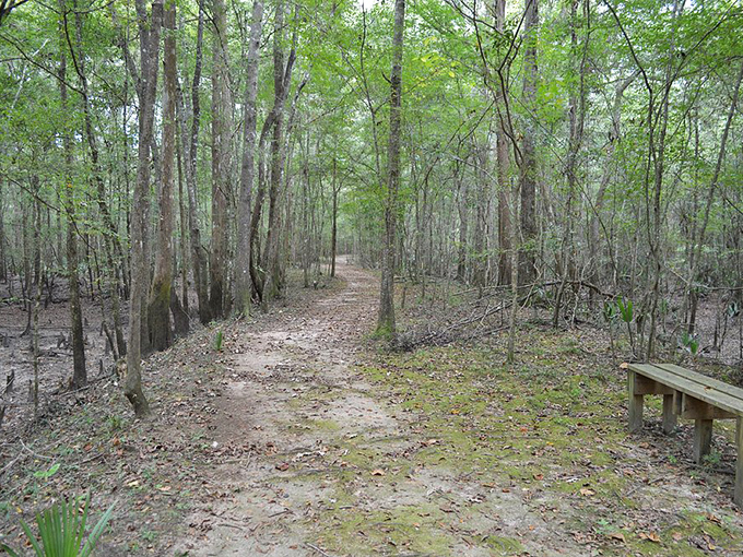 Tall sentinels stand guard over the trail, their slender trunks creating natural corridors that lead adventurers deeper into the wilderness.