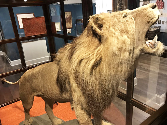 This taxidermied African lion isn't just impressive wildlife preservation &ndash; it's a direct connection to one of history's most pivotal figures.
