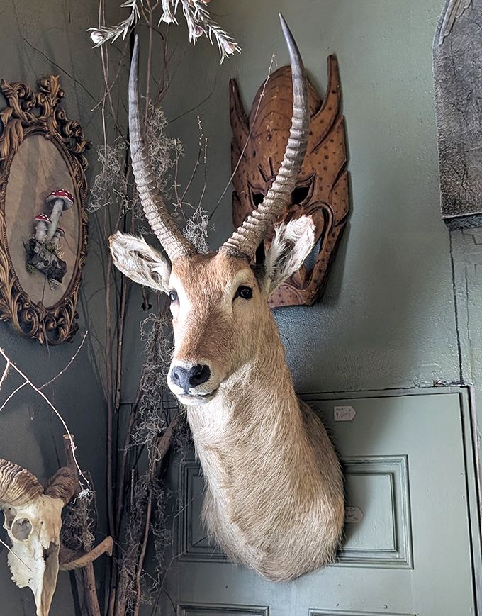 This majestic waterbuck mount stares eternally across the shop, its impressive horns reaching skyward like nature's own sculpture.