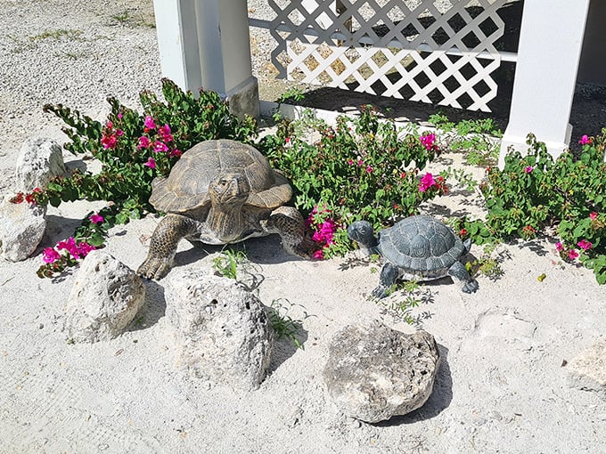 These gopher tortoises are living their best lives at CROW, moving at a pace that makes Florida retirees look positively hyperactive.