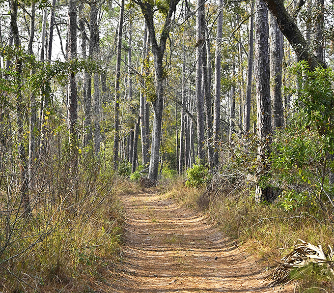 Nature's red carpet stretches before you, lined with sentinels of pine and whispers of adventures waiting just around the bend.