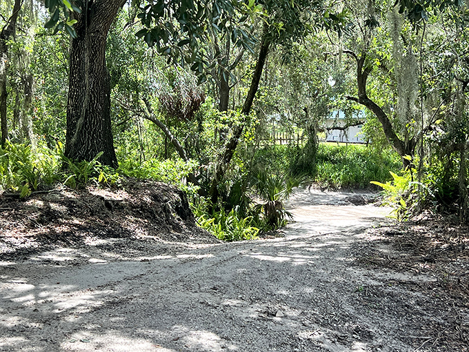 Dappled sunlight creates natural spotlights on this serene trail, where the whisper of leaves competes with the gentle purr of engines.