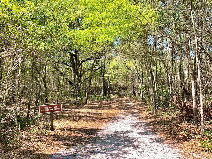 Follow this winding trail through maritime forest to discover hidden coastal treasures &ndash; comfortable shoes required, sense of wonder included.