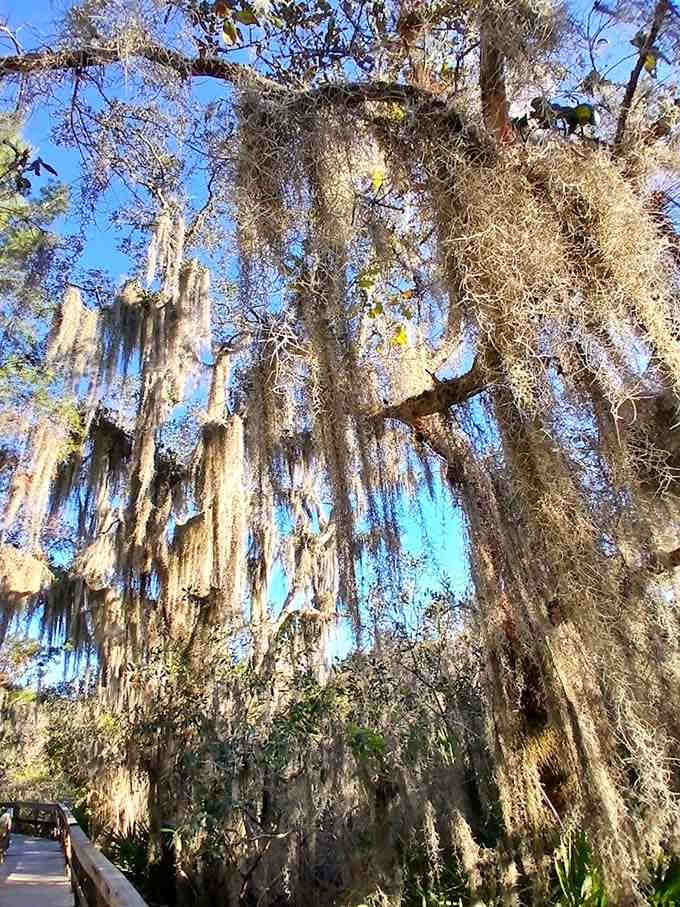 Spanish moss drapes these oaks like nature's own chandelier, creating a scene straight out of a Southern Gothic novel.