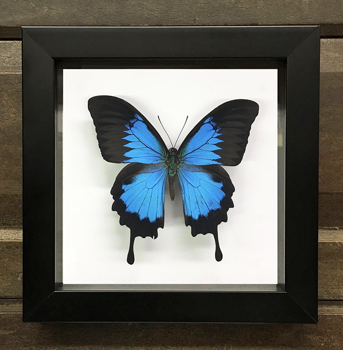 The electric blue Ulysses butterfly seems to glow from within its frame &ndash; nature's artwork preserved for eternity.