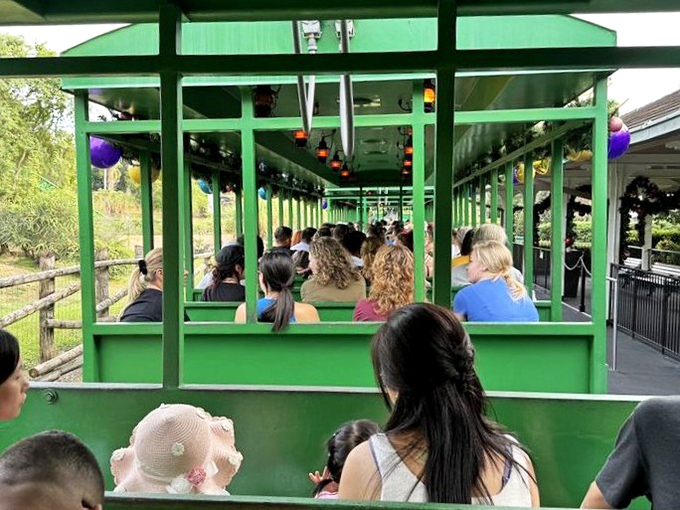 Passengers enjoy panoramic views from the open-air green carriages, where every seat becomes front-row to nature's greatest show.