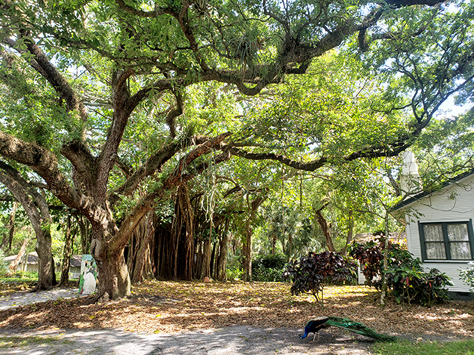 Ancient giants stand guard over this peaceful clearing, where dappled sunlight plays across the ground and a peacock might strut by at any moment.v