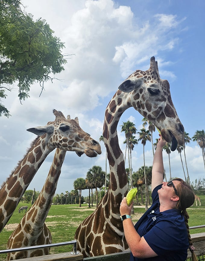 The moment of connection: A woman offers leafy treats to a giraffe whose tongue &ndash; surprisingly blue and incredibly dexterous &ndash; delicately takes the offering.