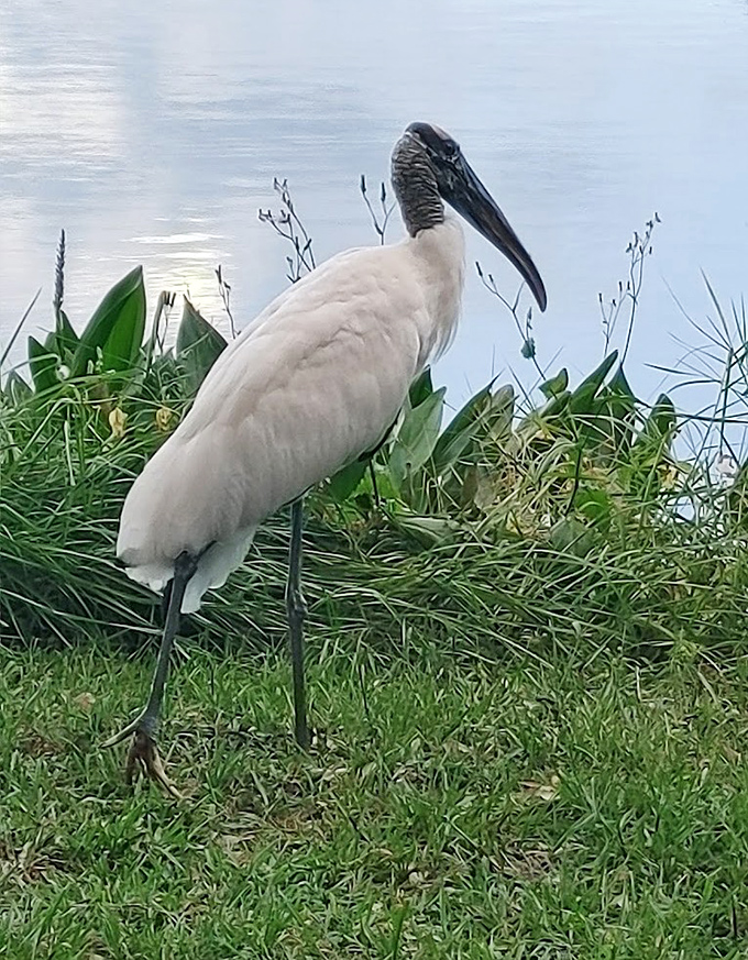 This wood stork seems to be contemplating life's big questions&mdash;or perhaps just where the next fish might be hiding.
