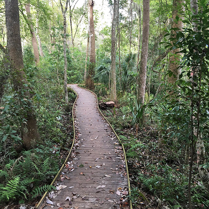 This wooden boardwalk doesn't just prevent wet feet &ndash; it's your VIP pass to explore delicate ecosystems without leaving footprints.