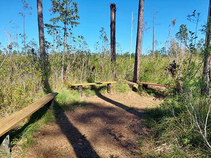 Nature's amphitheater – this rustic seating area invites contemplation among the pines, where the only performance is the wind's whisper.