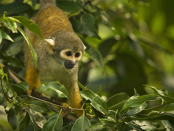 This squirrel monkey's inquisitive eyes seem to contain the wisdom of the ages, wrapped in a furry package no bigger than a kitten.