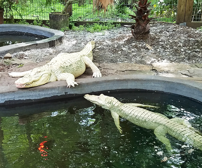 An albino alligator lounges by the water, its rare white scales gleaming like polished marble in the Florida sunshine.