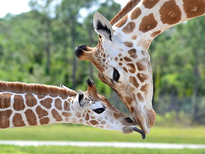 A tender moment between mother and baby giraffe showcases the gentle family bonds that make these towering creatures so endearing.