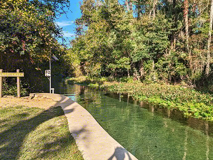 The start of an adventure: This gentle current marks the beginning of your natural lazy river journey through Kelly Park.