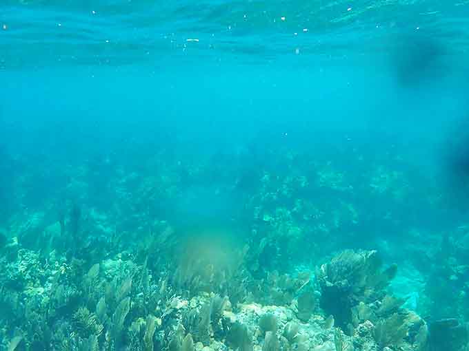 The surrounding coral reef creates a vibrant underwater landscape, teeming with marine life just waiting to be explored.