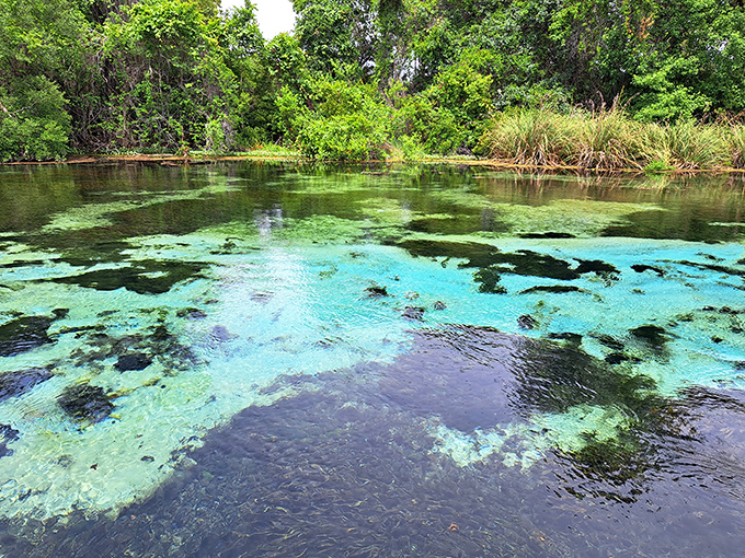 Mother Nature's swimming pool? This crystal-clear river reveals an underwater world so vivid you'll swear someone turned up Earth's resolution.