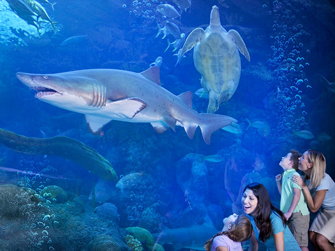 "Look mom, it's Nemo's bigger, scarier cousin!" Family bonding reaches new depths when shared wonder replaces screen time.