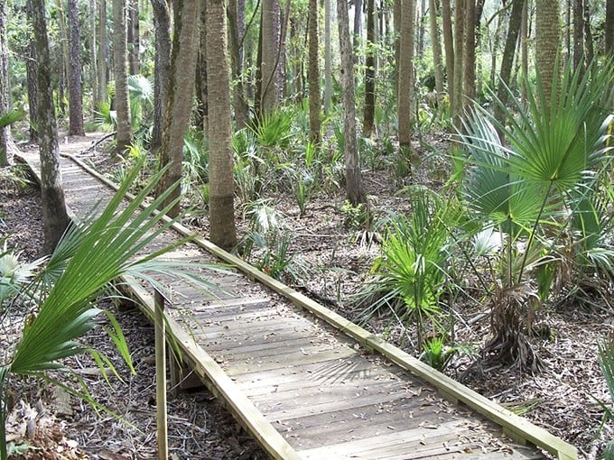 Nature's boardwalk: This wooden path through Hontoon's palm-studded wetlands invites you to venture deeper into Florida's wild heart.