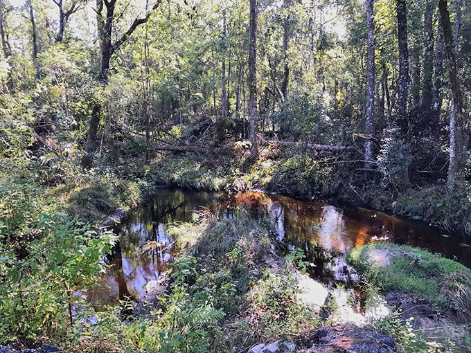 Sunlight plays hide-and-seek through the forest canopy, creating a natural light show that no theme park can match.