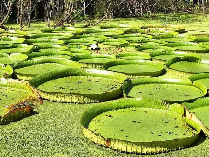 These Victoria water lilies could support a small child&mdash;theoretically! Their ribbed undersides are engineering marvels straight from Mother Nature's playbook.