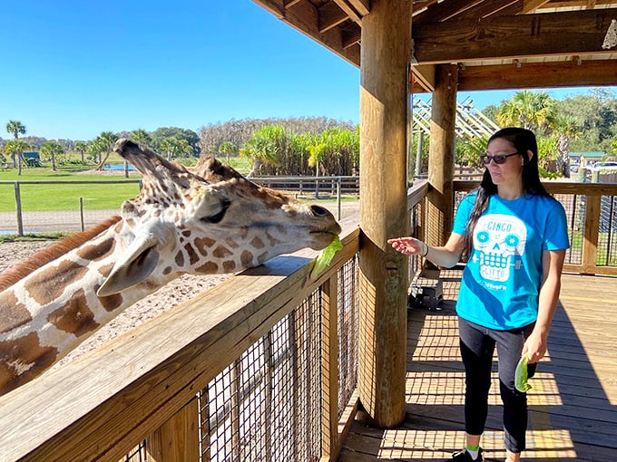 "Excuse me, do you have any lettuce?" This giraffe has better manners than most people I know.