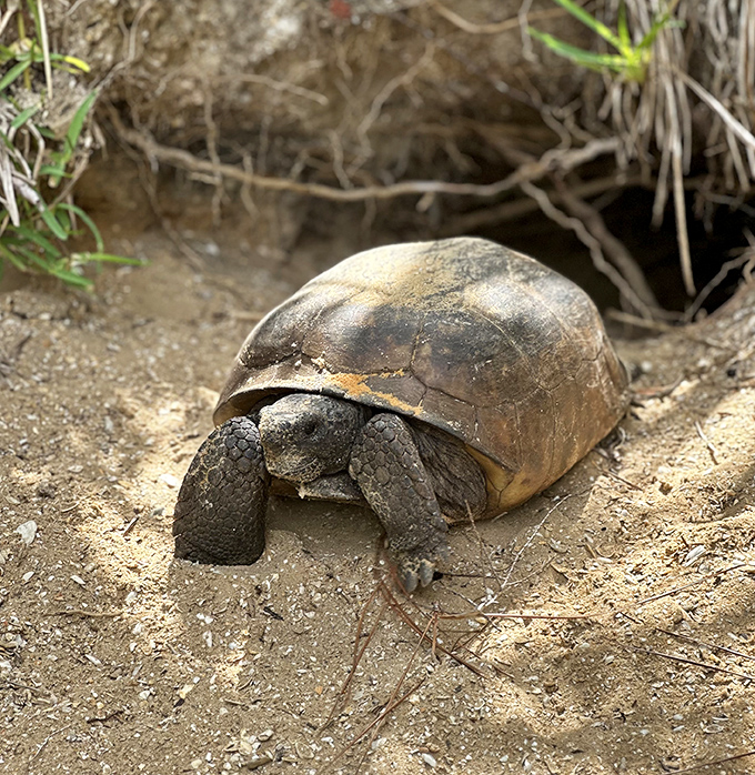 This gopher tortoise isn't racing anywhere. When you're a living fossil, you've learned the art of taking it slow.