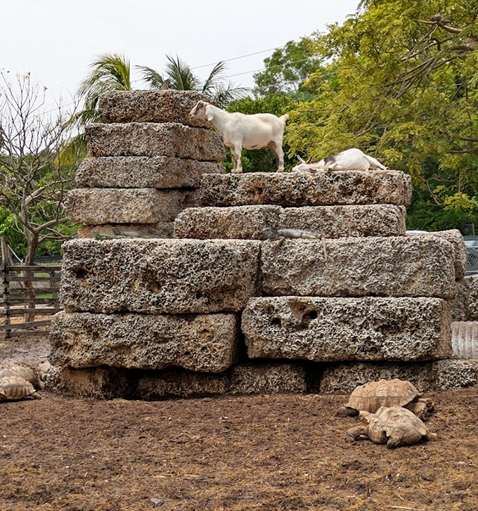 Nature's playground or ancient monument? These massive blocks create a goat paradise where the residents practice their mountain-climbing skills between visitor admirations.