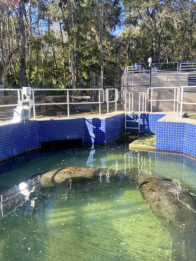 Retirement homes should all look this good! Manatees enjoying their rehabilitation spa day in style.
