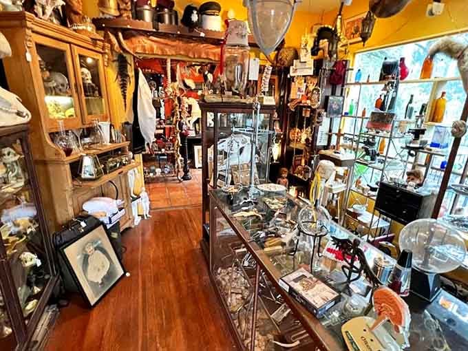 Step inside and enter a wonderland of organized chaos where every shelf, corner, and shadow houses something that demands a closer look.