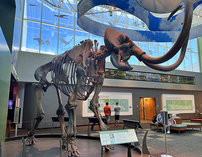 This mammoth skeleton towers over visitors like nature's skyscraper, its massive tusks curving dramatically as if still trumpeting across ancient Florida plains.