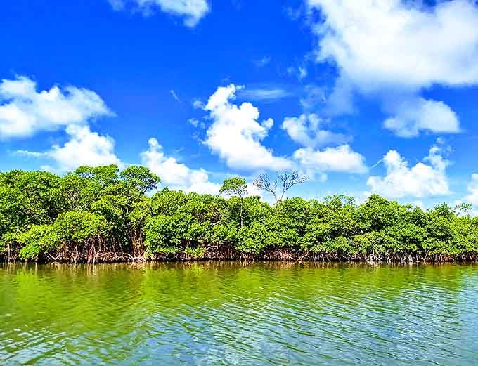 Mangroves stand like guardians at the water's edge, their tangled roots creating nature's own architectural marvel.