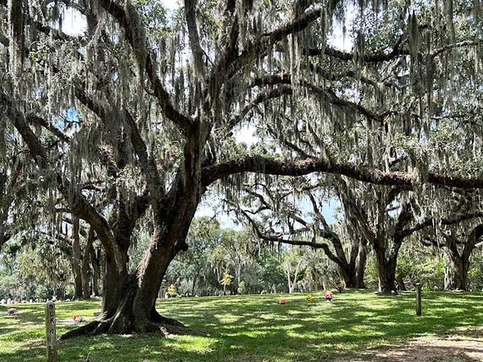 Sunlight filters through Spanish moss, creating a cathedral-like atmosphere where time seems to stand perfectly still.