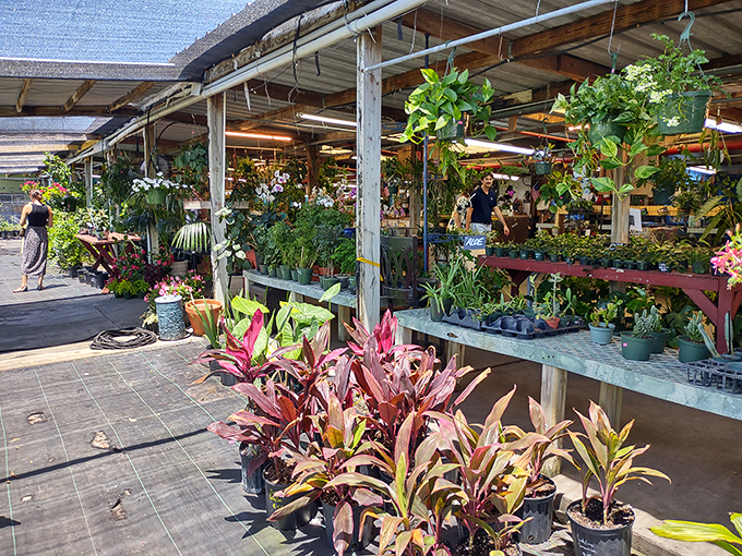 A jungle of potted possibilities awaits green thumbs and plant parents alike in the market's verdant nursery section.