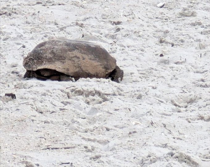Ancient mariner: This sea turtle, looking like it's seen a few centuries come and go, takes a sandy break during nesting season.