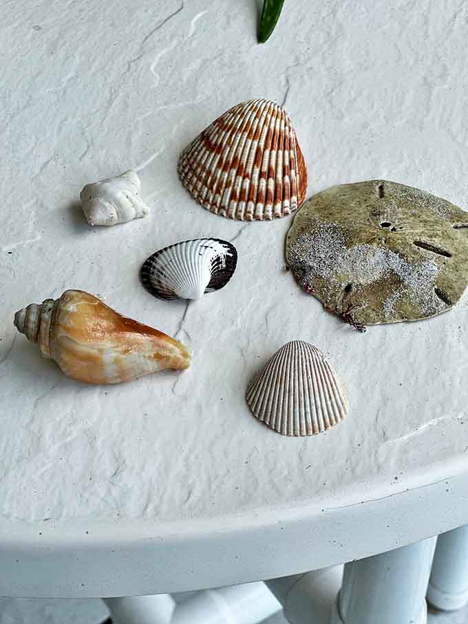 Nature's jewelry collection washes ashore with each tide. These seashells aren't just empty homes&mdash;they're ocean-crafted souvenirs waiting for the right beachcomber.