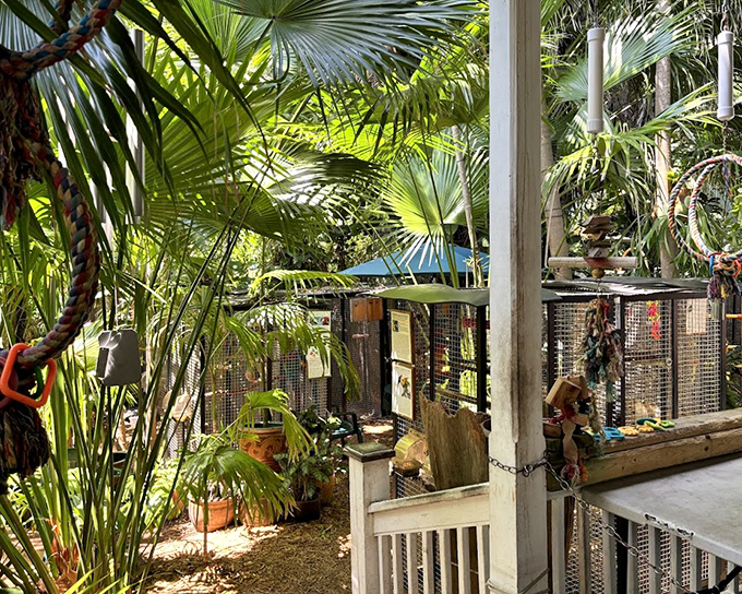 The shaded porch offers a tranquil retreat where visitors and birds alike can escape the Key West heat.