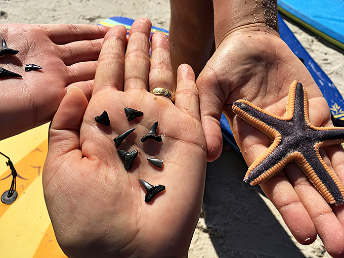 The ultimate beach treasure hunt: shark teeth and starfish nestled in palms, prehistoric souvenirs from the deep.