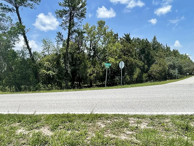 Sunshine filters through the leafy canopy, creating a natural light show that no Instagram filter could ever hope to replicate.