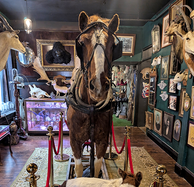 This taxidermied horse stands ready to gallop through your nightmares, or maybe just your living room if you're brave enough.