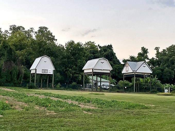 From this angle, the bat houses reveal their clever design &ndash; elevated sanctuaries where hundreds of thousands of nature's pest controllers rest by day.