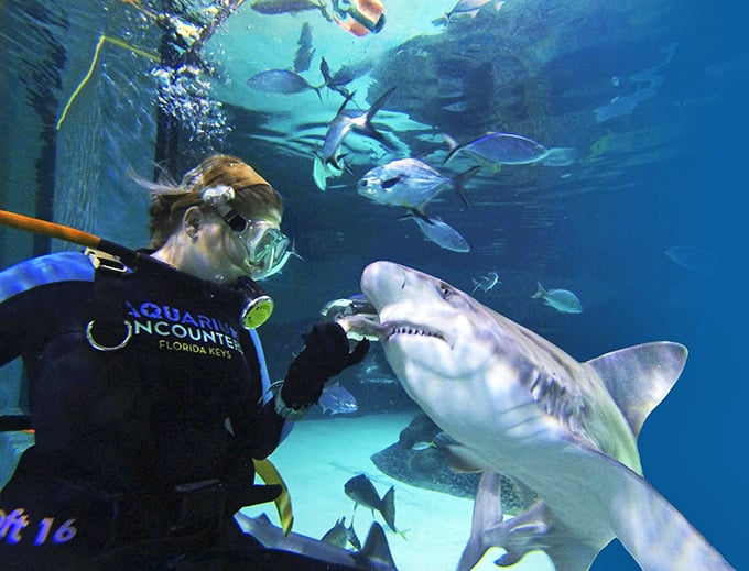 A staff member in diving gear hand-feeds a curious nurse shark, demonstrating the gentle nature of these misunderstood predators.