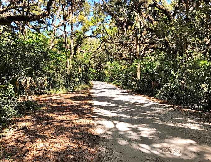 The path less traveled leads to extraordinary discoveries, winding through maritime forest toward coastal treasures.